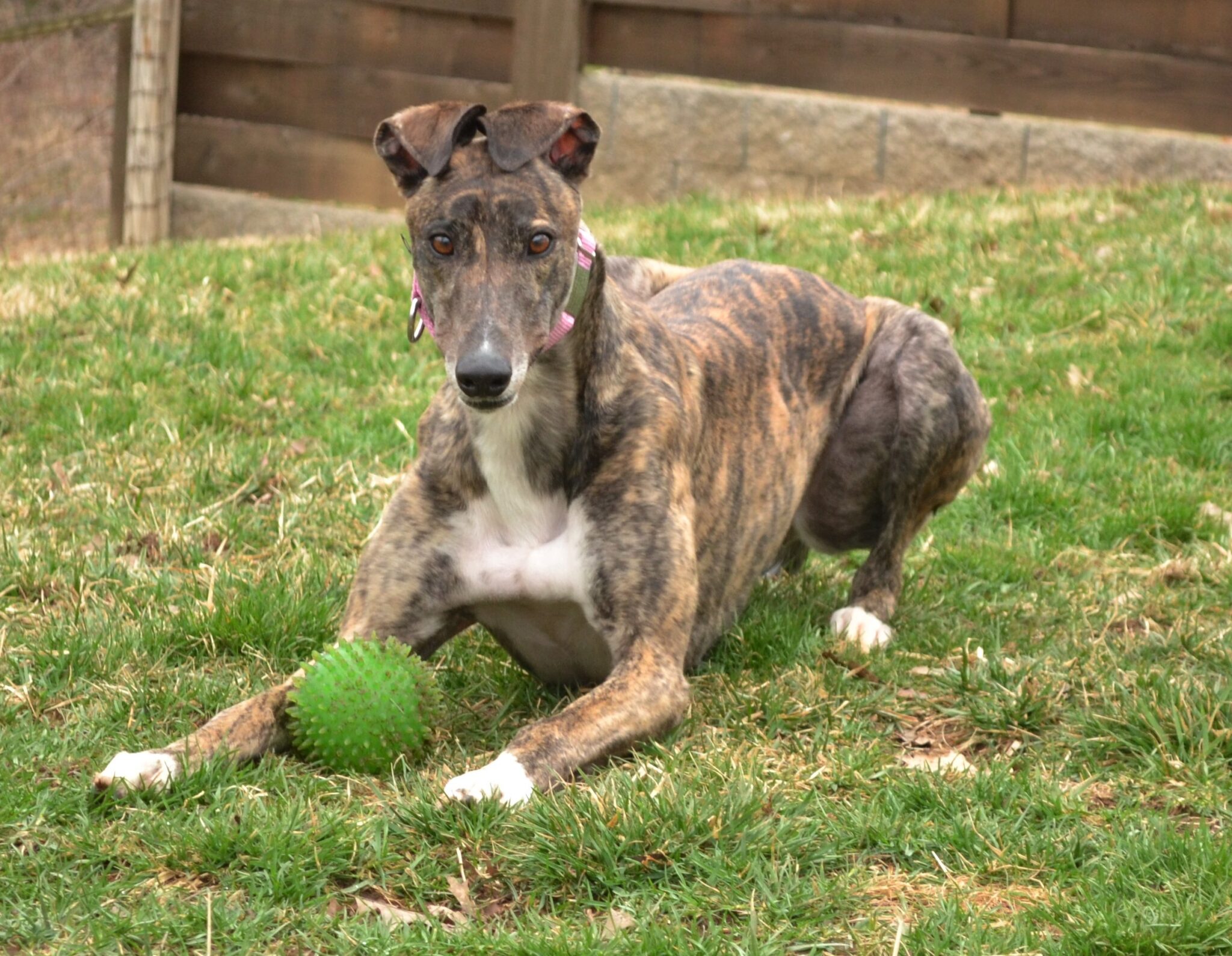 Home - | …beyond the race. Greyhound and lurcher adoptions.
