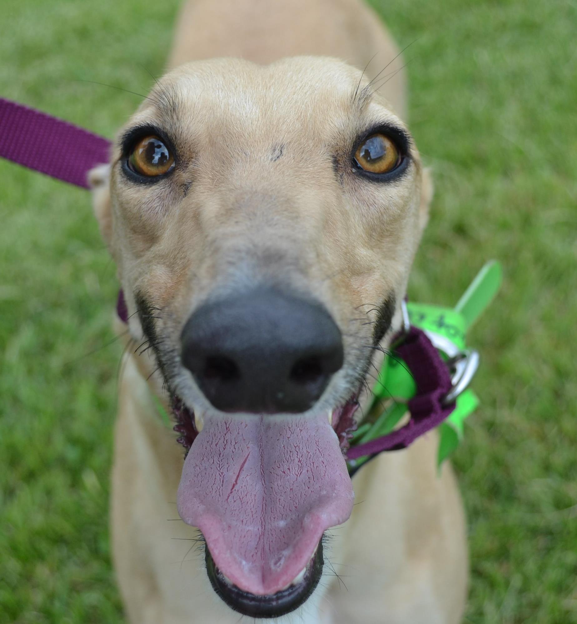 Videos | Prison Greyhounds adoption group, Inc.