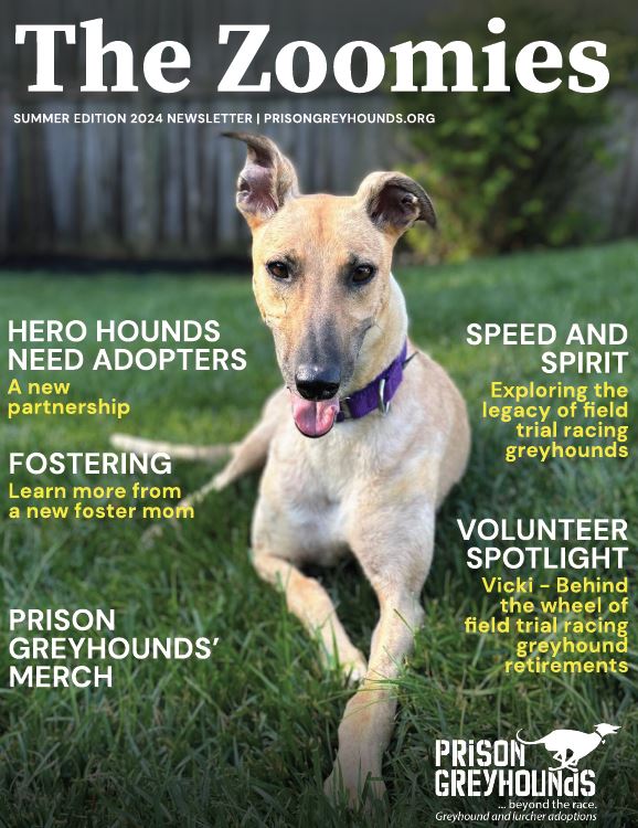 Zoomies Newsletter