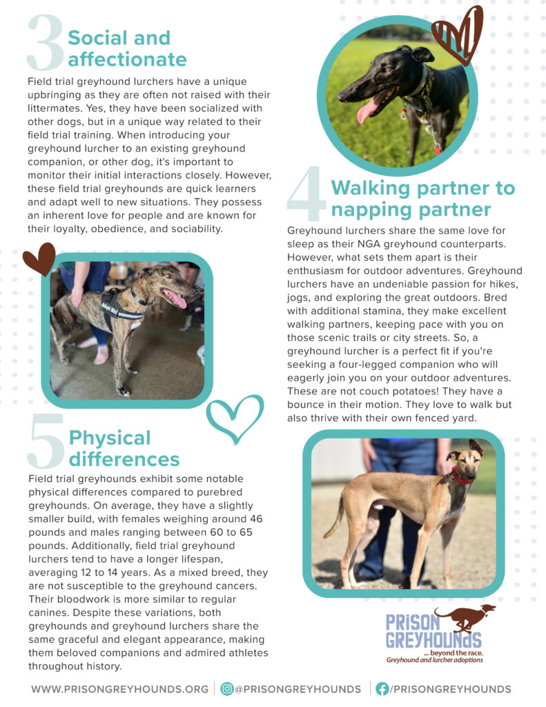 3 Different Hound Types